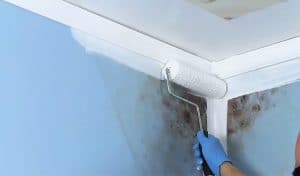 5 Best Mold and Mildew Resistant Paints for Bathroom, Basement, and Home